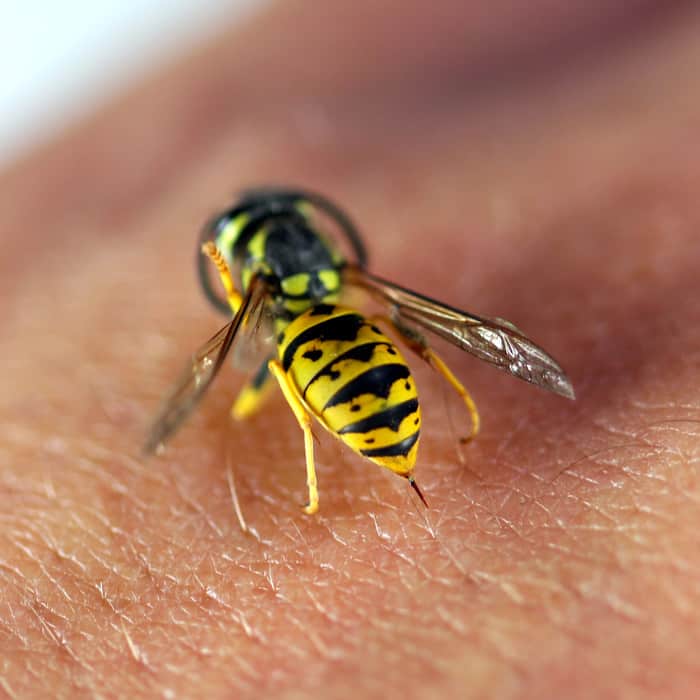 Ужилване от оса: Какво да знаете и направите? - Otrovi