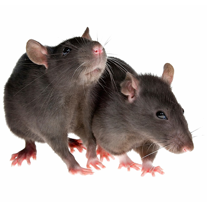 Как да се отървем от мишки и плъхове бързо - Otrovi